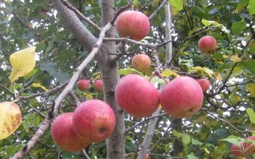 25 Malus sieversii Crabapple Seeds for Garden Planting