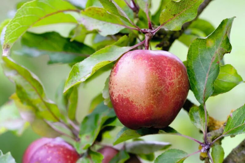 25 Wisley Crab Crabapple Seeds for Garden Planting