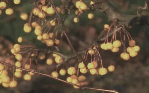 25 Malus transitoria Crabapple Seeds for Garden Planting