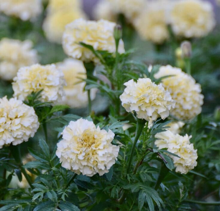 25 Sweet Cream Marigold Seeds for Garden Planting