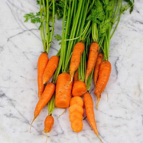 1000 Berlicum Carrot Seeds for Garden Planting