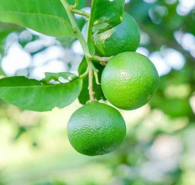 Dwarf Mexican Key Lime Tree Live Citrus Plant 26-30" Tall 1 Gallon