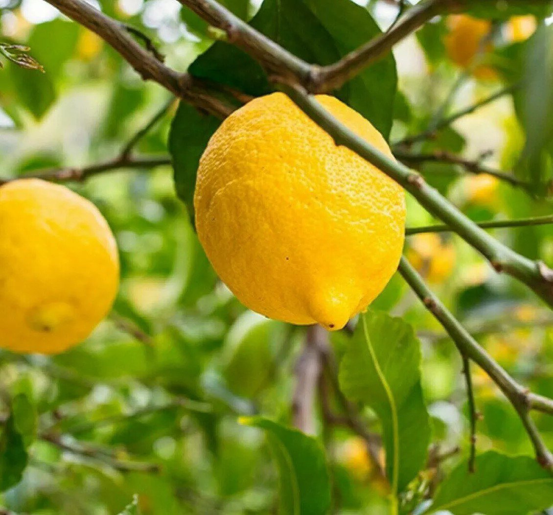 Bearss Lemon Tree 24-36" Tall Live Citrus Plant Gallon Grafted