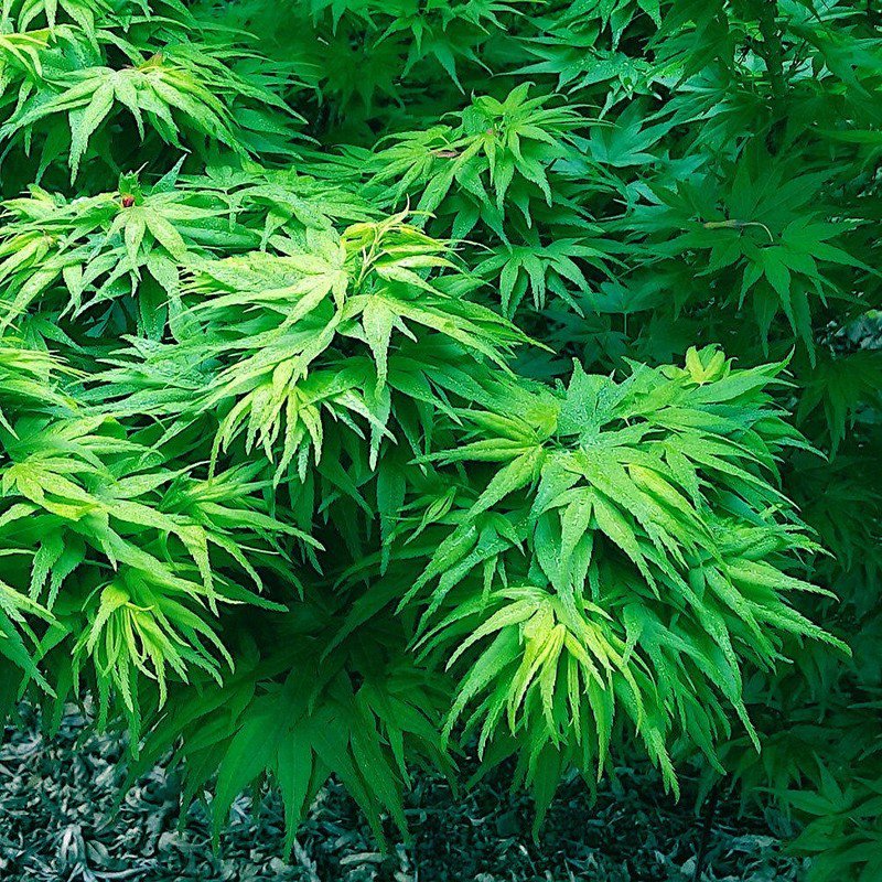 10 seeds "dwarf" japanese maple tree (mikawa yatsubusa) unique hemp ...