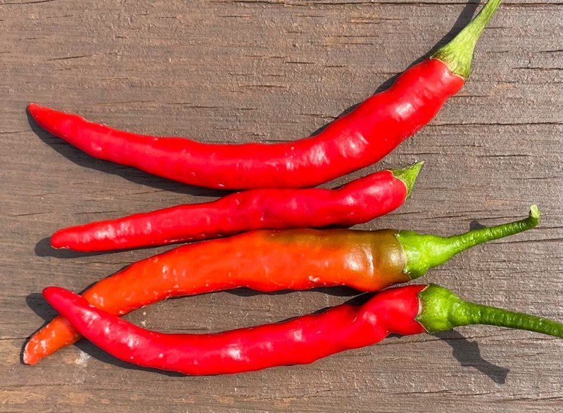 seeds 20x f1 thai chili x cayenne cross | non-gmo organic hot pepper ship