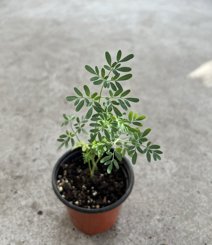 common rue plant with pot 8” ruda ruta graveolens live