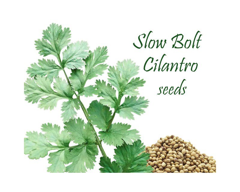 50 cilantro – slow bolt variety. seeds. heirloom. continual harvest.