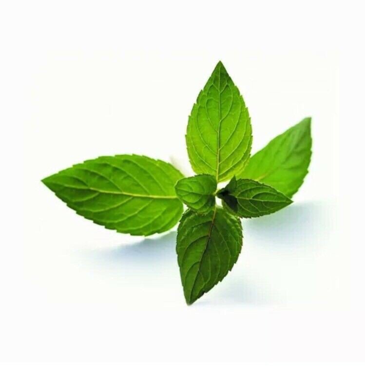 seeds 50 peppermint mentha piperita hybrid mint aromatic herb plants