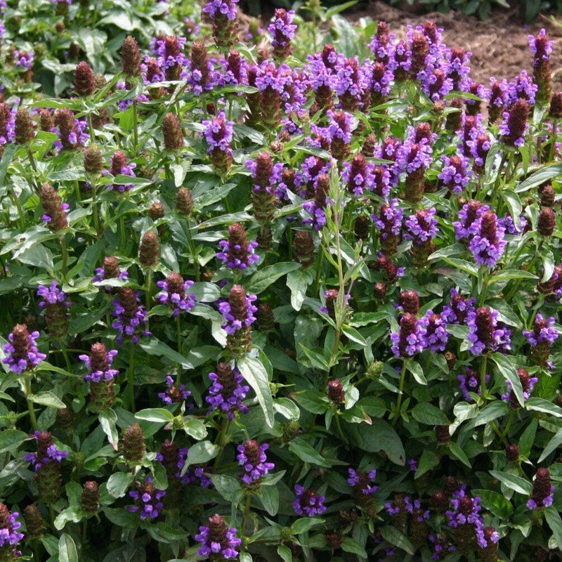 seeds prunella vulgaris lanceolata lanceleaf self heal - herb