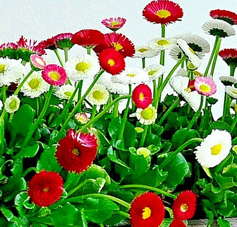 200 seeds bellis perennis super enorma flower (mix) | english daisy ...