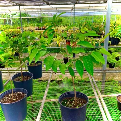 Sugar apple Live Fruit Tree LP1