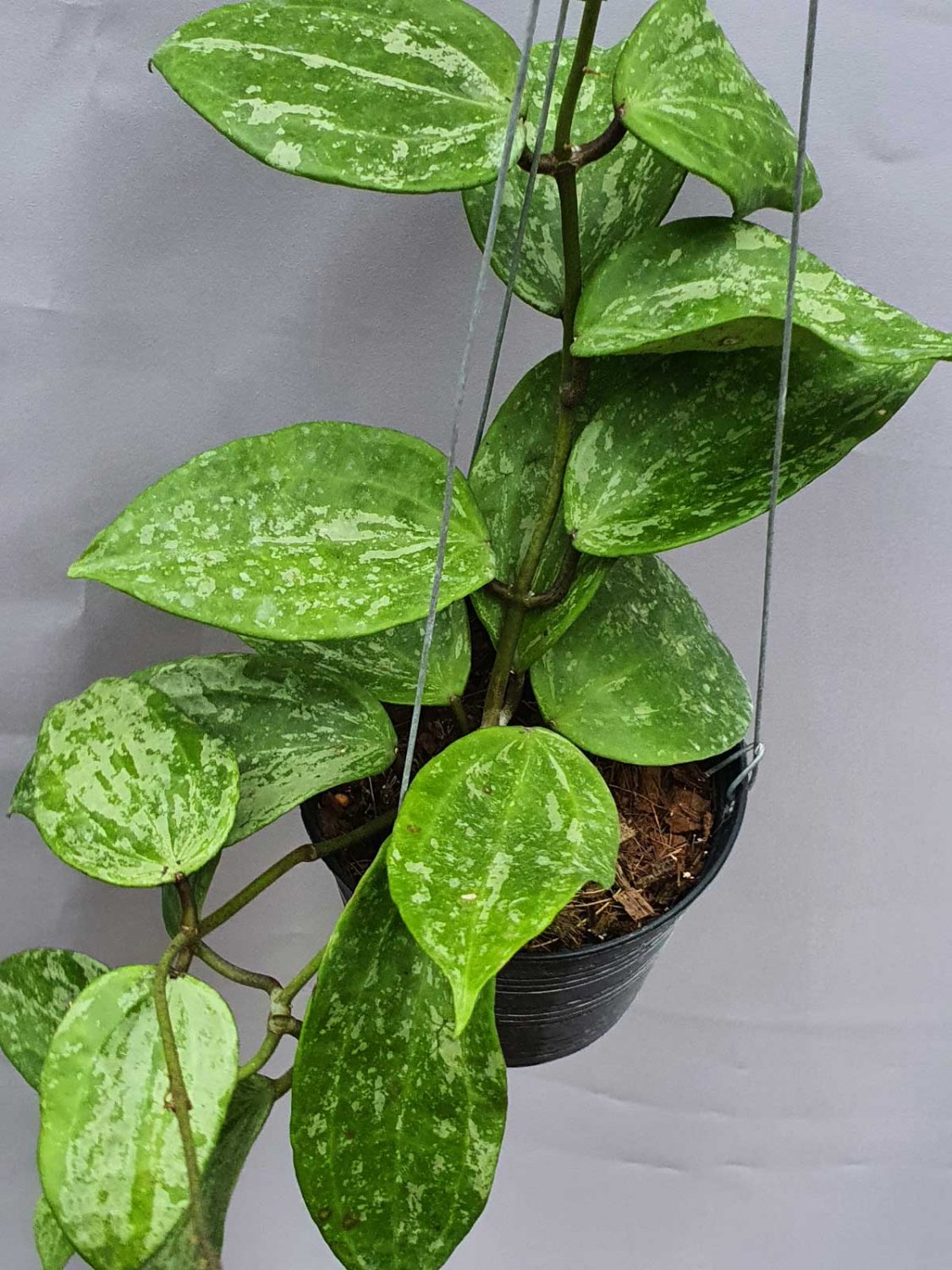Hoya macrophylla splash