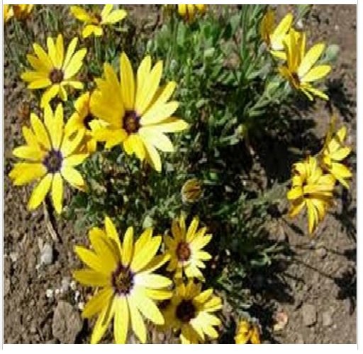 Neysastore African Daisy (Dimorphotheca Aurantiaca)- Yellow- 50 seeds