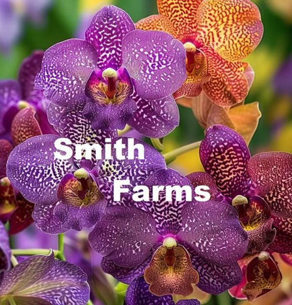 50 Seeds Purple Vanda Orchids Flowers Garden
