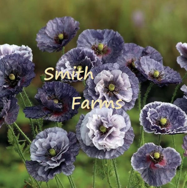 100 Seeds Amazing Grey Poppy Flowers Garden