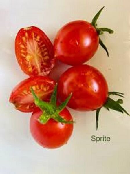 50 Seeds Sprite Tomato Tomatoe Vegetable Edible Canning Flowers Garden