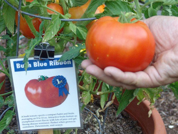 50 Seeds Blue Ribbon Tomato Juicy Tomatoe Vegetable Flowers Garden