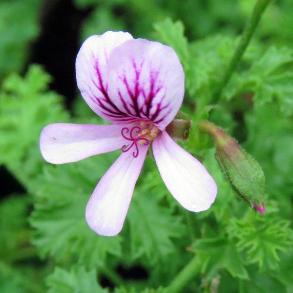 15 Seeds Geranium Strawberry house Flowers Garden