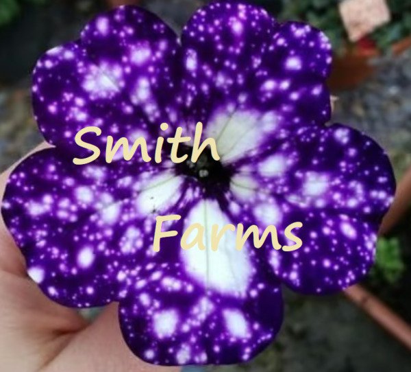 25 Seeds Night Sky Petunia Purple Spotted Floral Flowers Garden