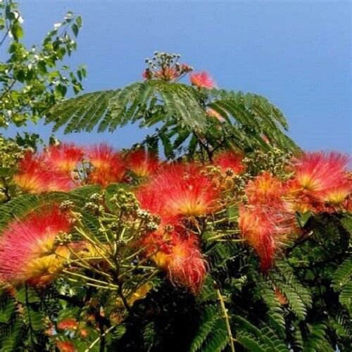 5 OSeeds Orange Mimosa Tree Silk Tree Albizia julibrissin Perennial 6 ...