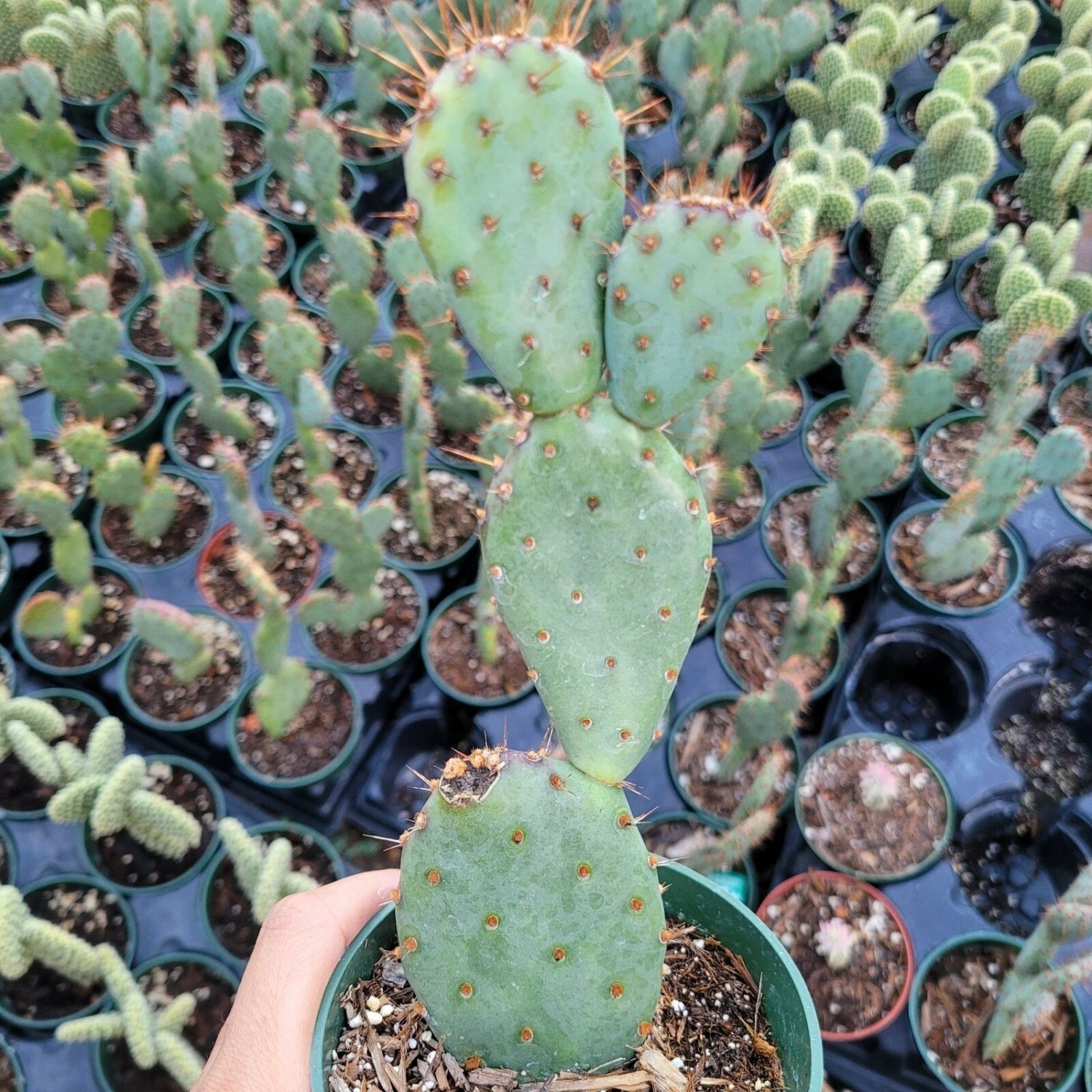 Santa Rita Purple Prickly Pear Cactus 4 inch
