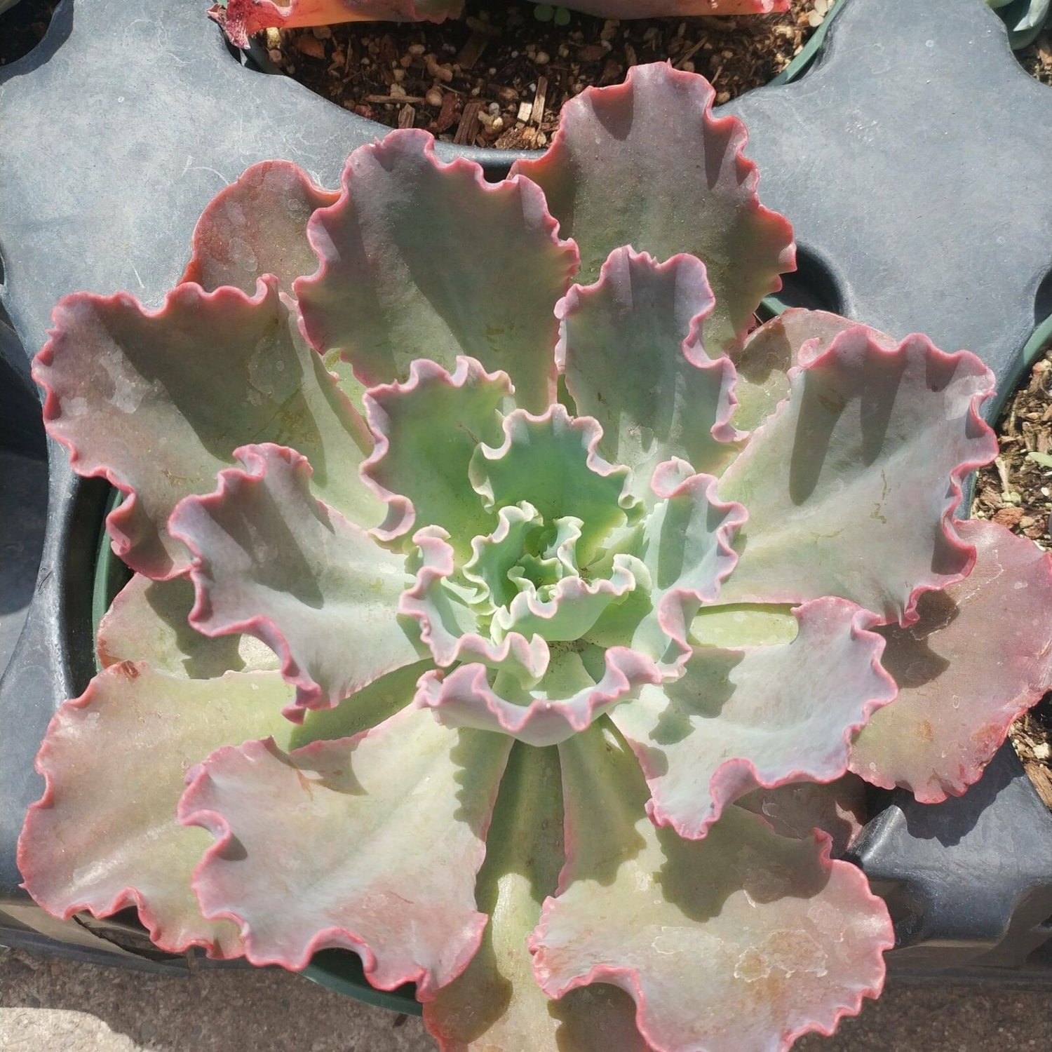 Echeveria 'Blue Curls' Succulent Plant 6 Inch