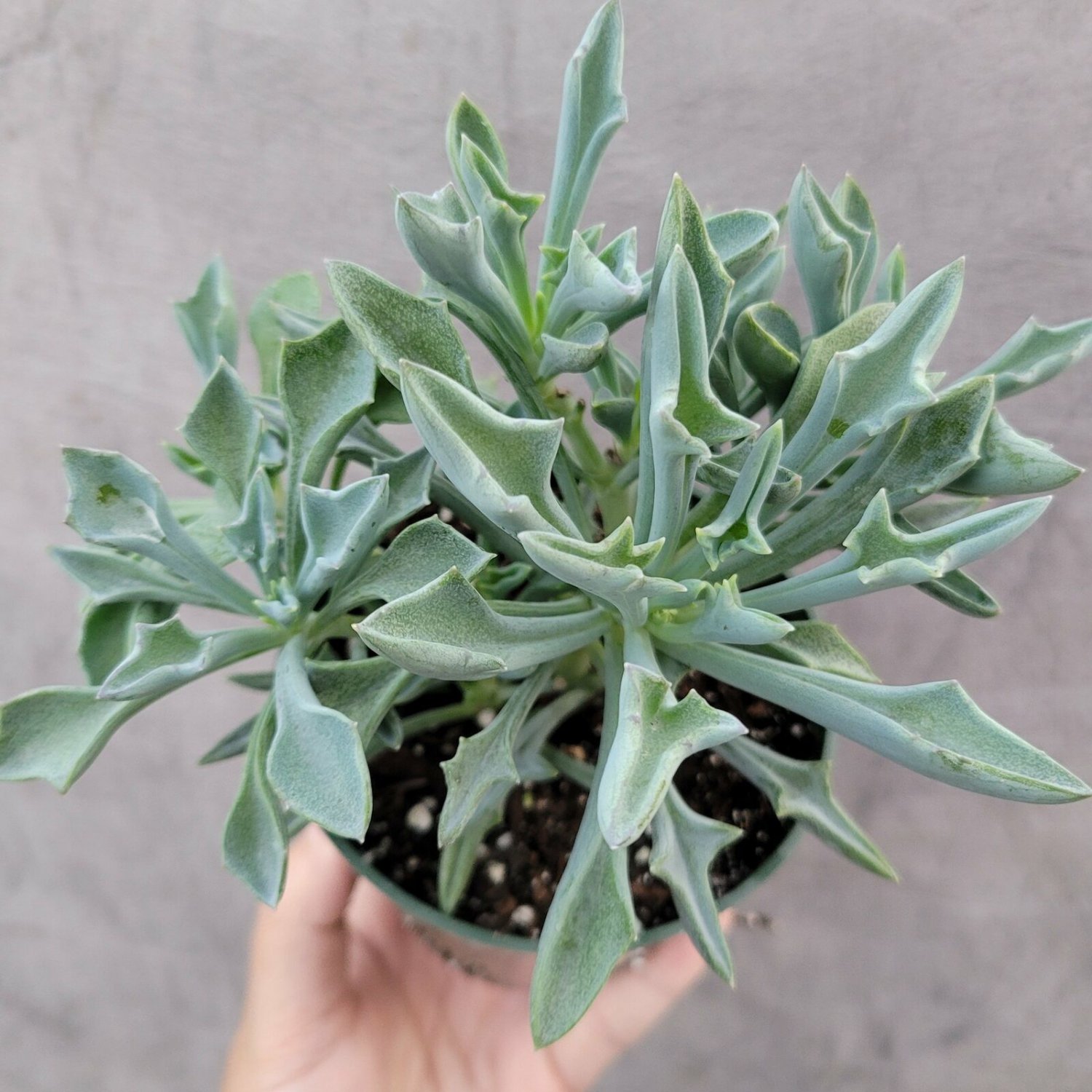 Senecio kleiniiformis - Spear Head Succulent Plant 4 inch