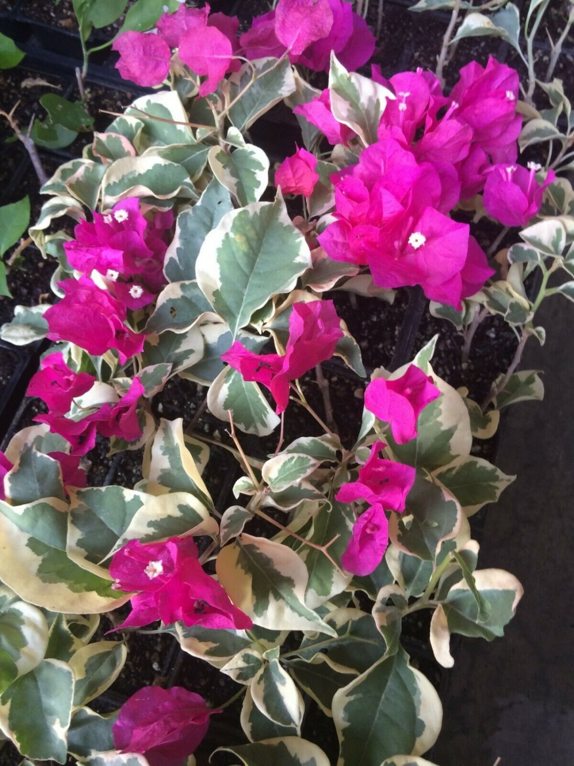 Bougainvillea - 'Raspberry Ice' - Live Plant