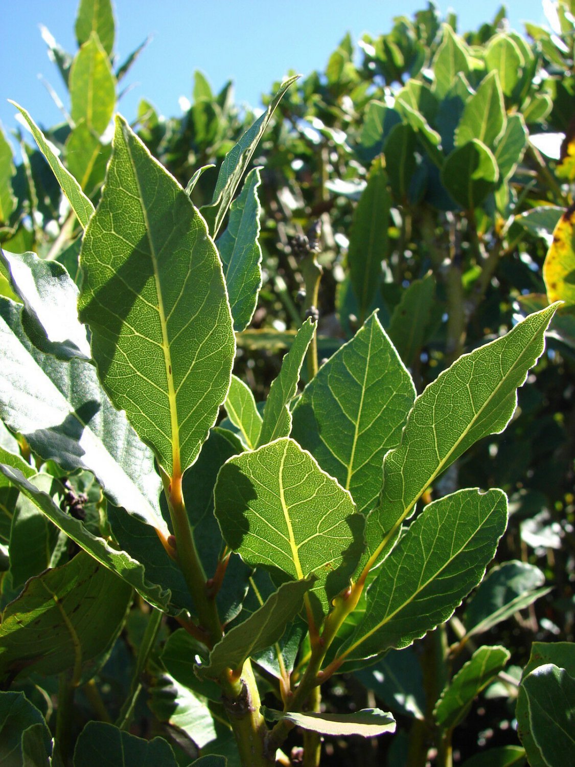 Laurus nobilis - 'Bay Leaf Tree' - Bay Laurel or Sweet Bay - Live Plant
