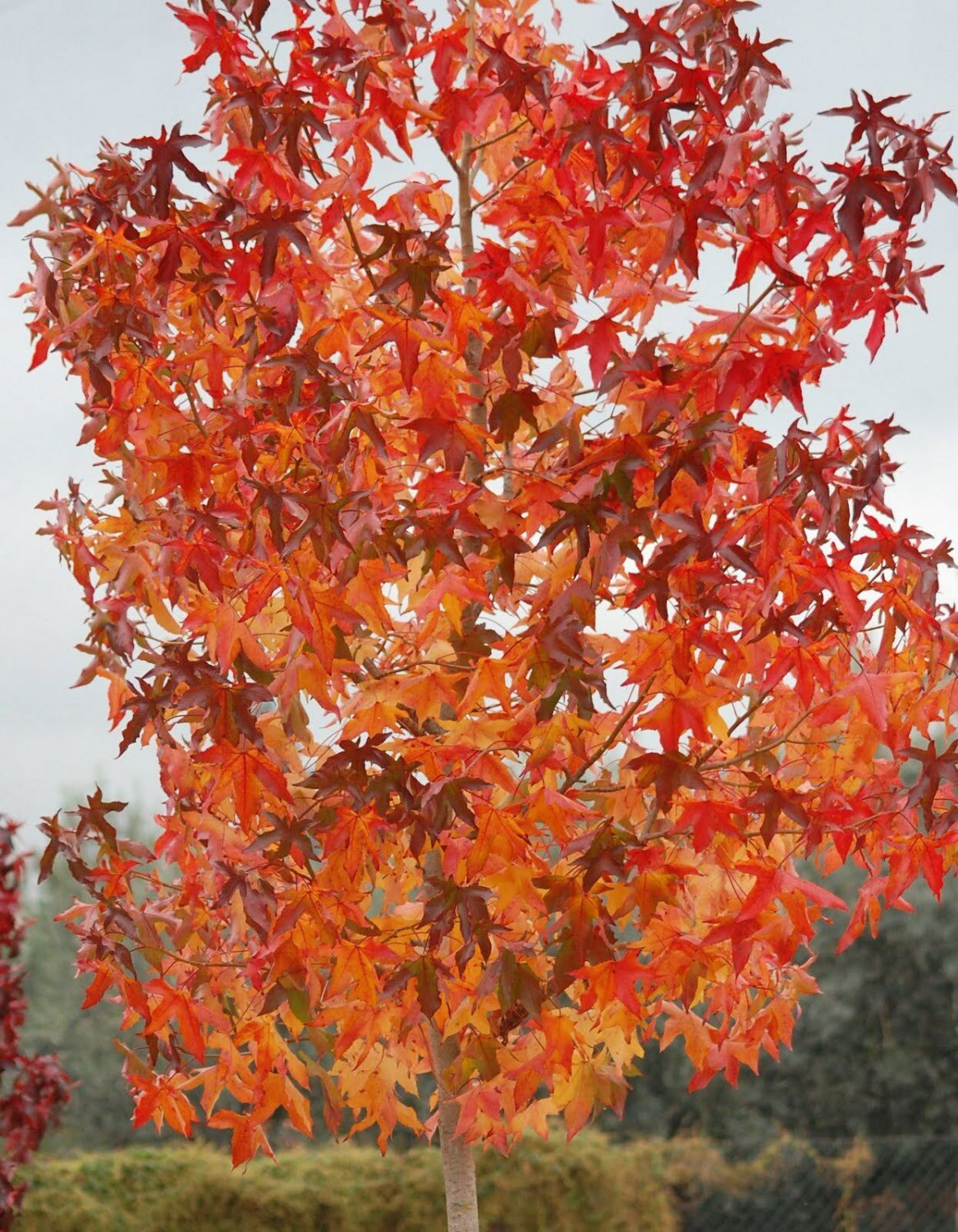 American Sweetgum, Liquidambar styraciflua, Tree Seeds (Fall Color ...