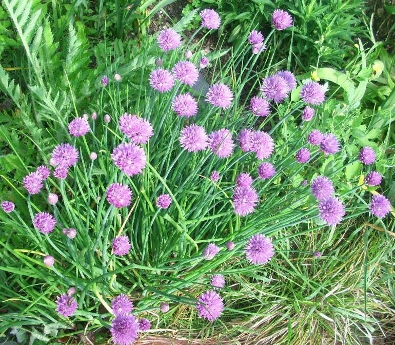 40 COMMON CHIVE SEEDS - Allium schoenoprasum