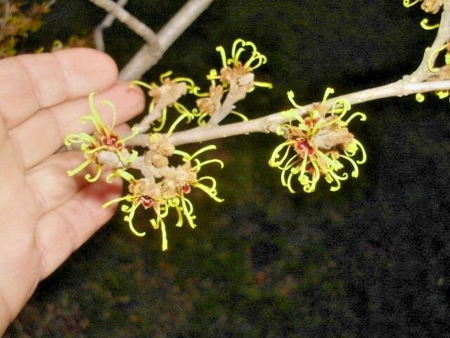 5 VARIEGATED CHINESE WITCH HAZEL SEEDS - Hamamelis mollis variegata
