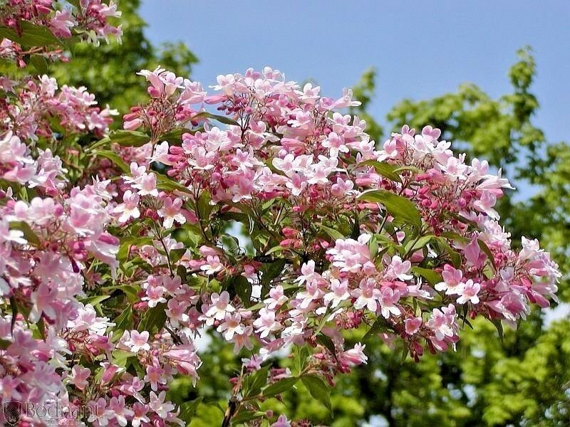 "25 RUYS PINK BEAUTY BUSH SEEDS - Kolkwitzia amabilis
