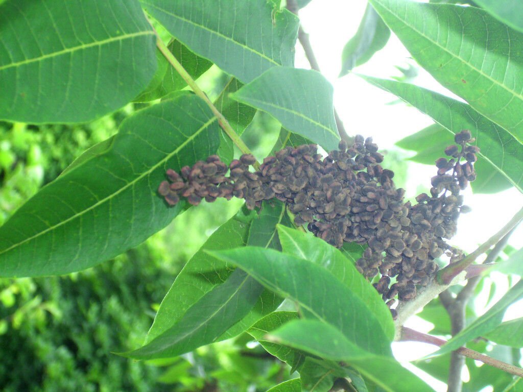 40 POTANS SUMAC SEEDS - RHUS POTANINII