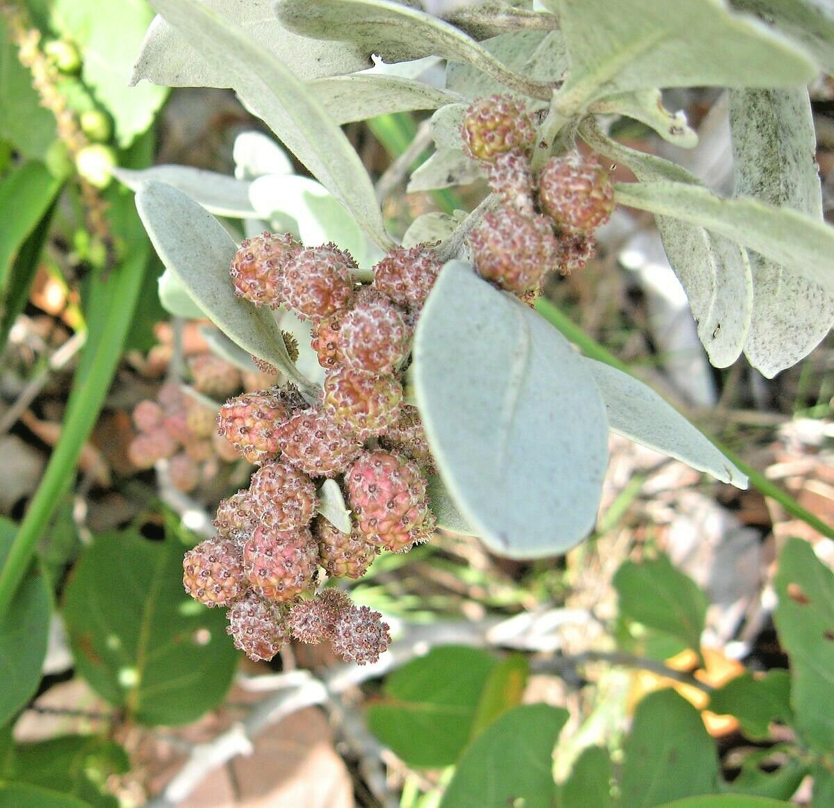 40 FLORIDA BUTTONWOOD SEEDS - Conocarpus erectus