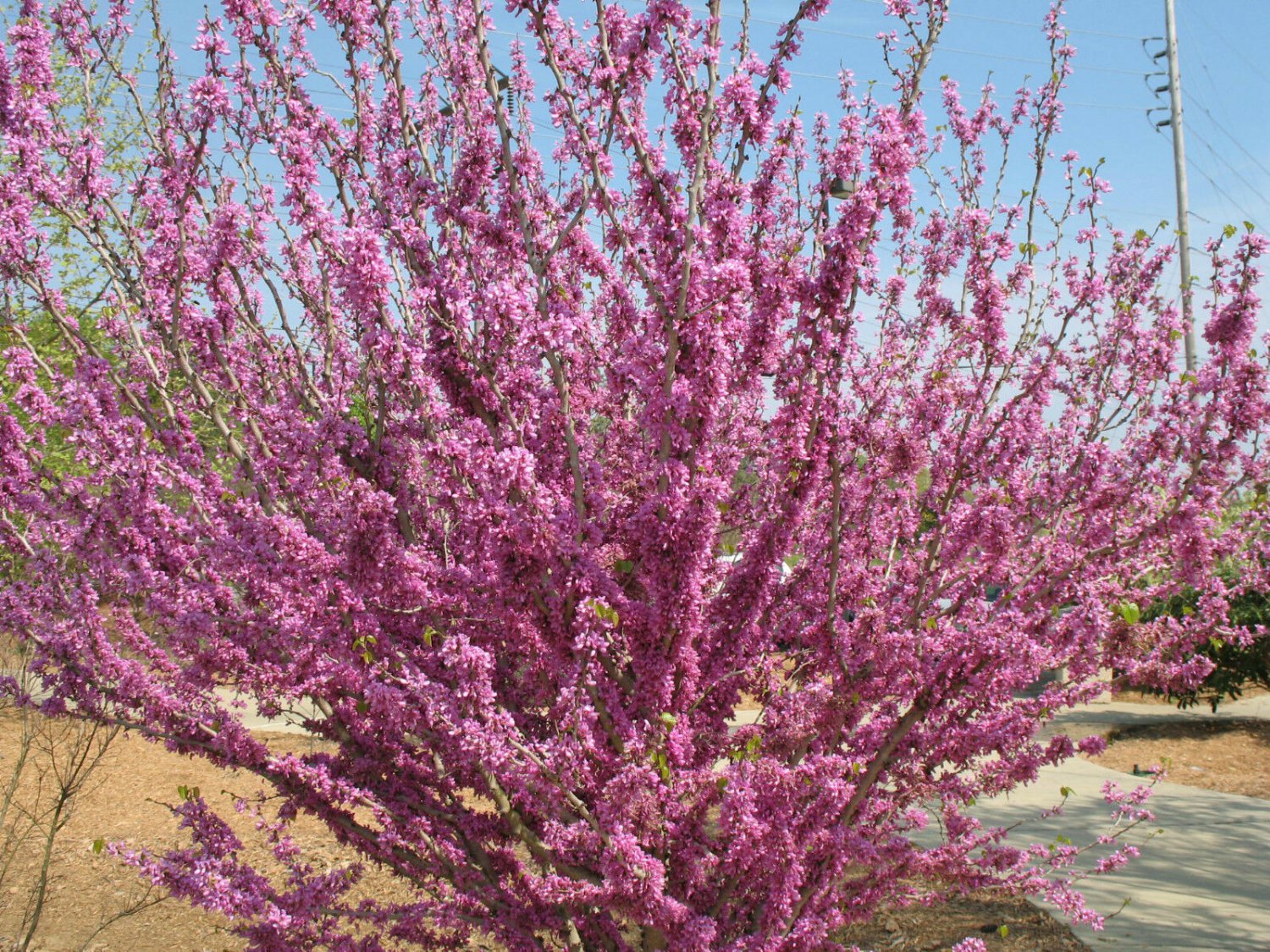"20 CHINESE REDBUD SEEDS - Cercis chinensis