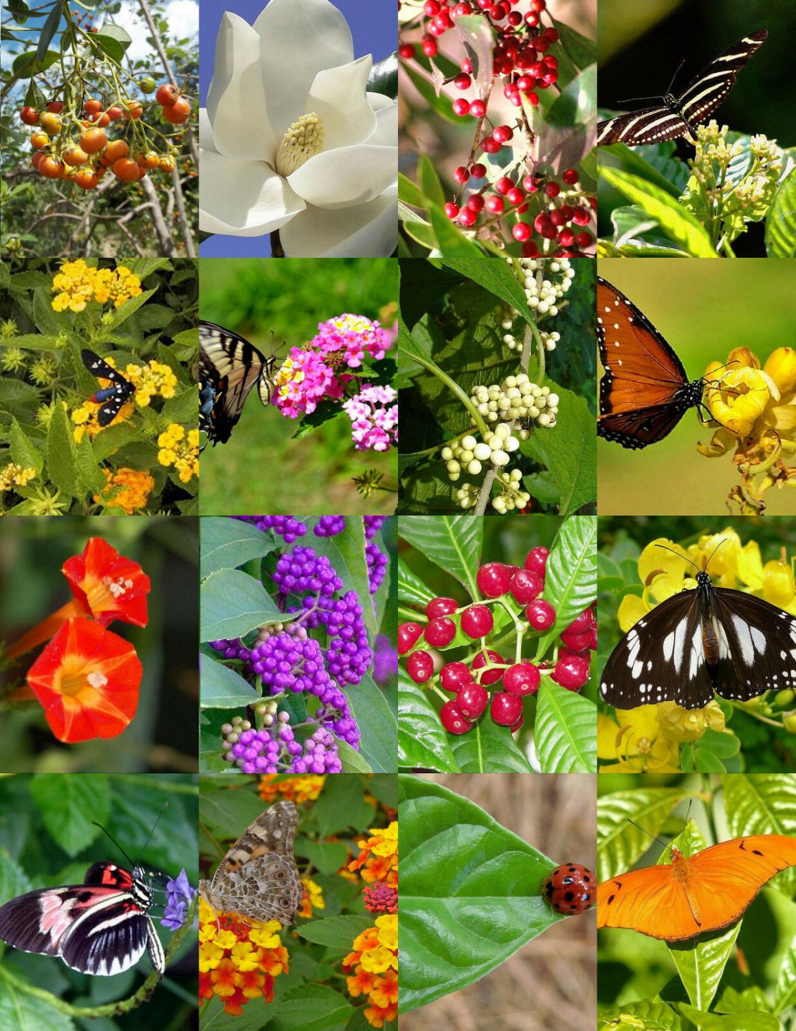BUTTERFLY GARDEN MIX attract BUTTERFLIES wild flower garden plant seed ...