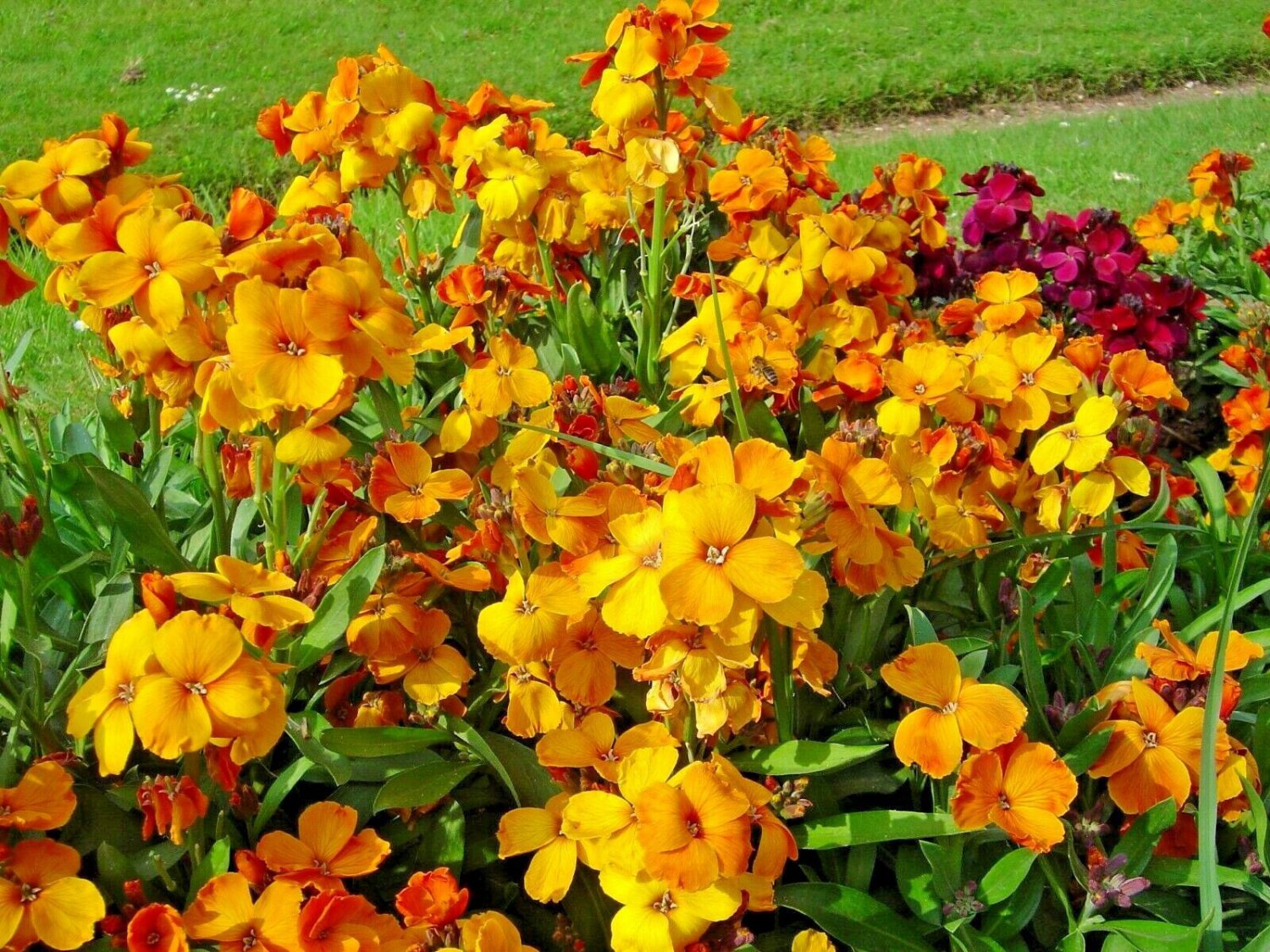 300+ ENGLISH WALLFLOWER Seeds Groundcover Boarders Containers Spring ...