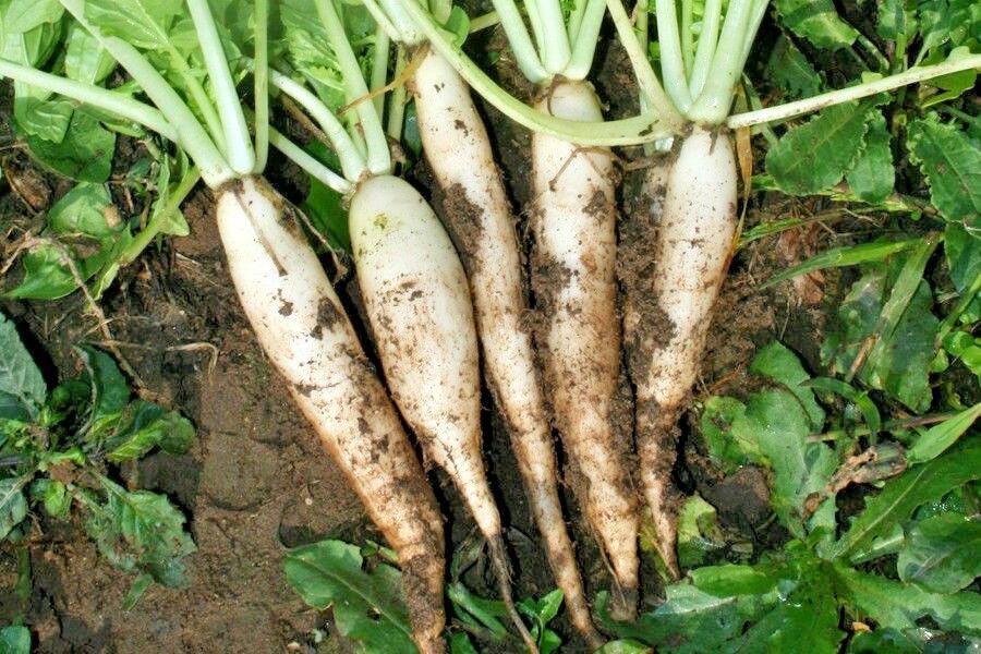 200+ DAIKON MINOWASE RADISH Seeds Fall/Spring Garden/Containers