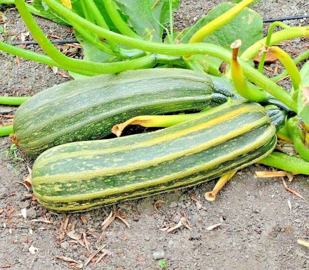 35+ COCOZELLE ZUCCHINI Seeds Italian Heirloom Garden/Container