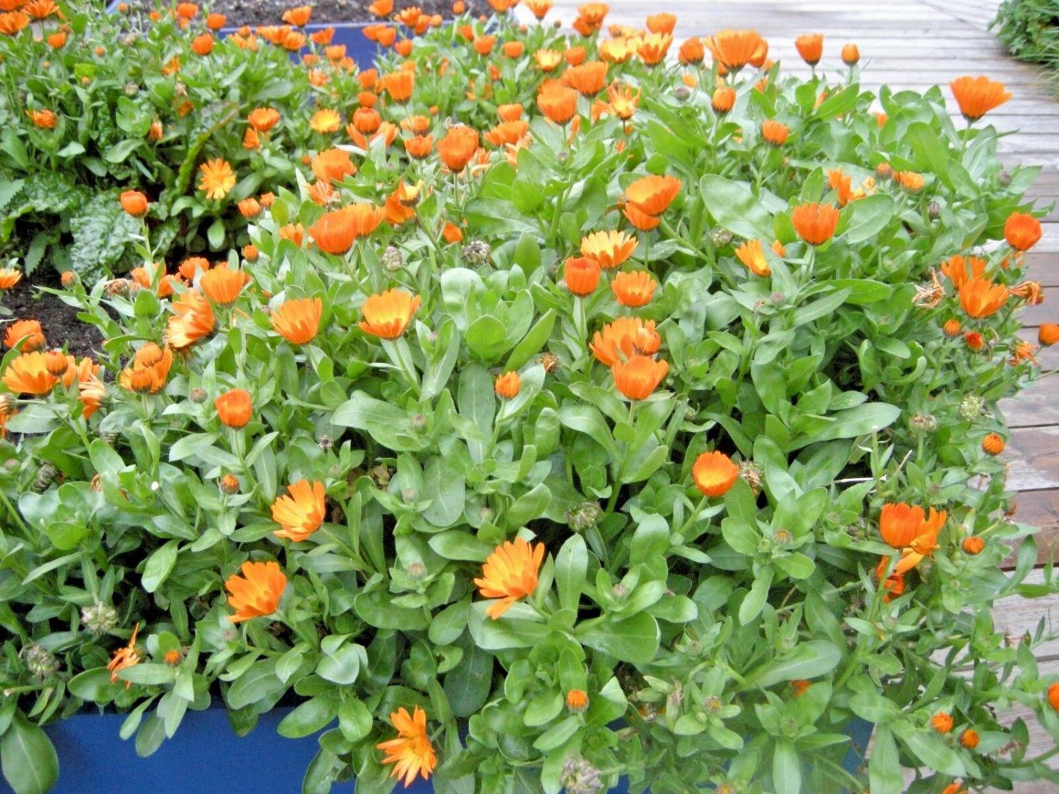 1 OZ=4000+ ENGLISH MARIGOLD Seeds Ornamental Culinary Medicinal Garden ...