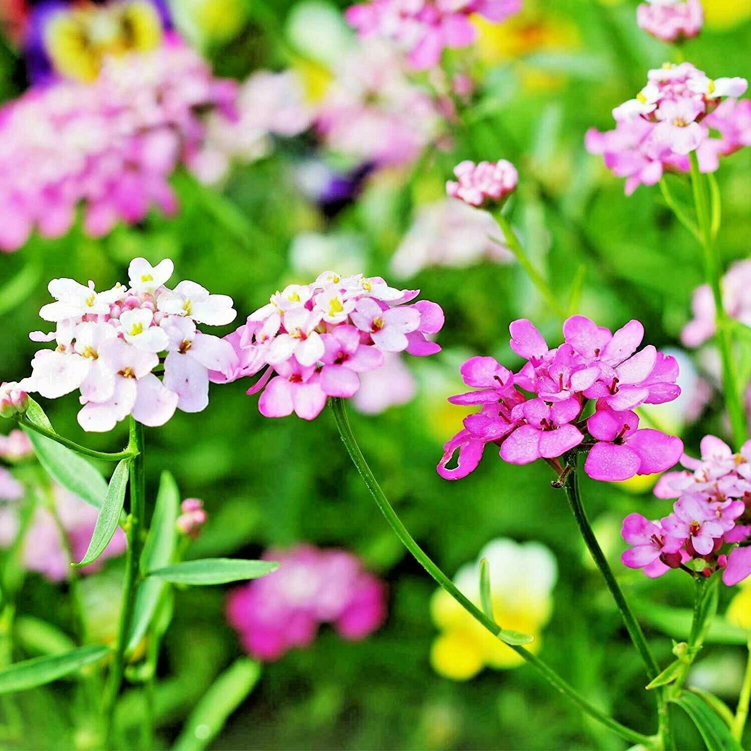 200+ CANDYTUFT MIX Seeds Annual Iberis Fast Growing/Blooming Drought ...