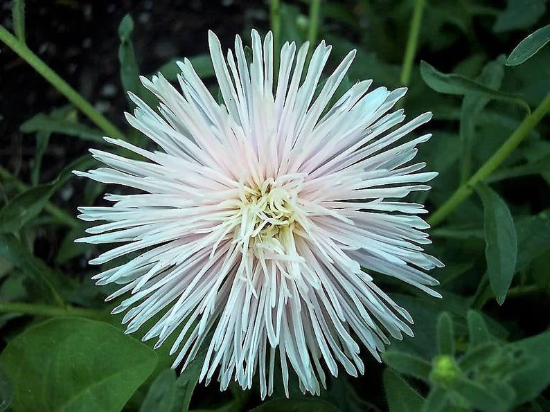 30 WHITE NEEDLE ASTER Callistephus Unicom Flower Seeds