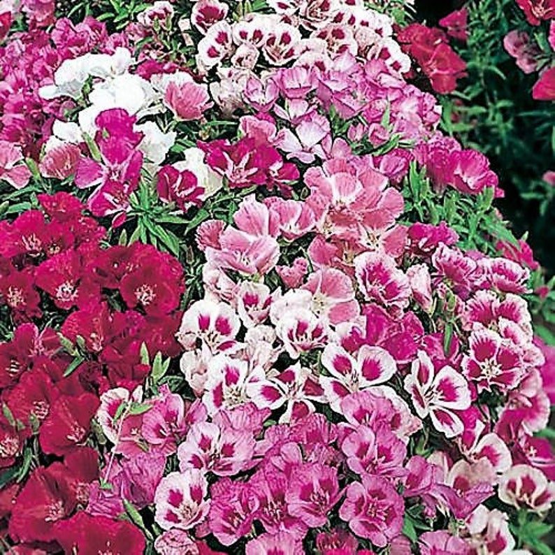 500 DOUBLE DEUCES GODETIA Grandiflora Clarkia Amoena Mixed Colors ...