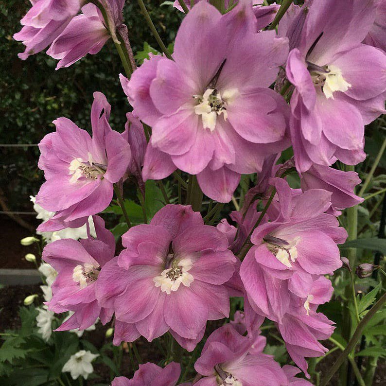 100 PINK PERFECTION Larkspur DELPHINIUM Consolida Ambigua Flower Seeds