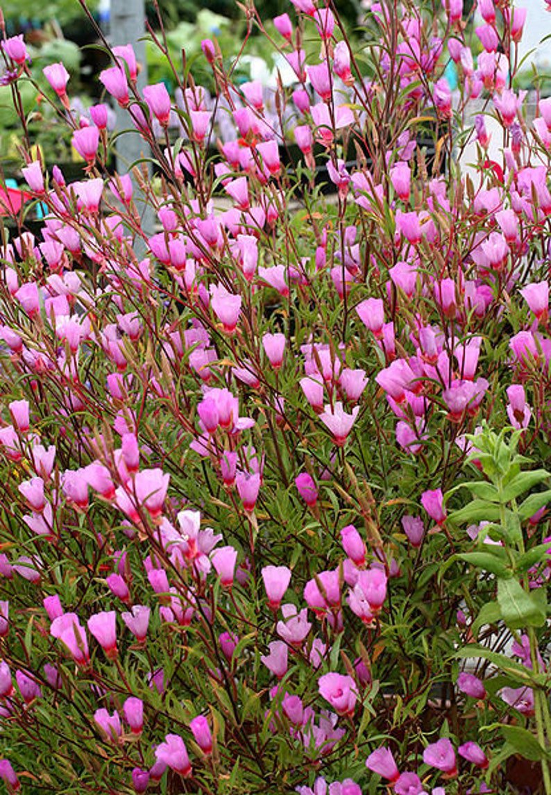 500 Pink FAREWELL TO SPRING Clarkia Elegans Godetia Flower Seeds