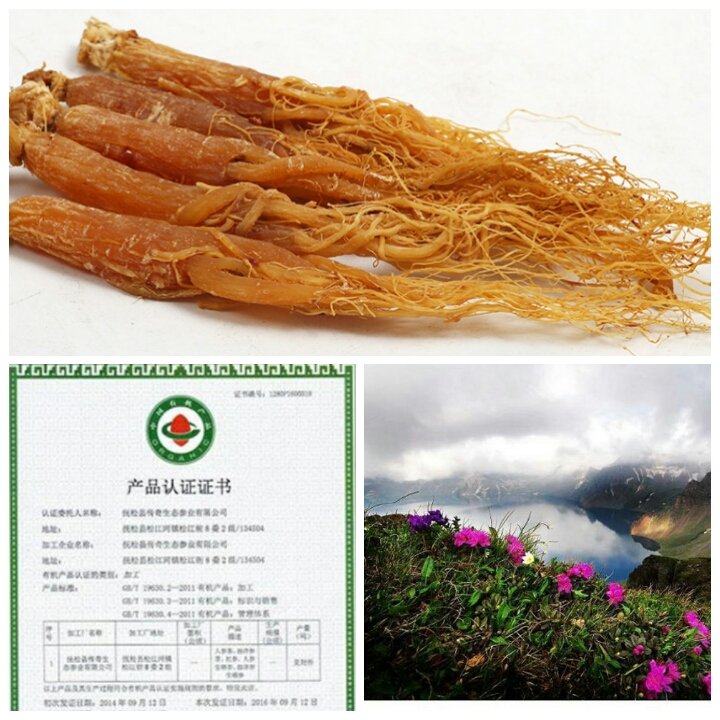 organic ginseng 6 years old organic red ginseng root 500g