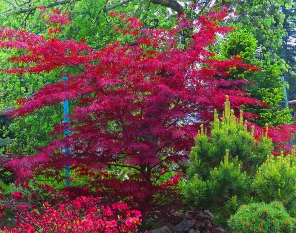 30 Amur Maple Tree Seeds for Planting Acer tataricum ginnala