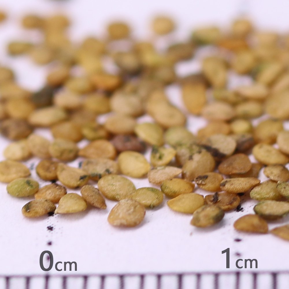 Black Nightshade Plant (Solanum nigrum) – Edible Berries, Traditional ...