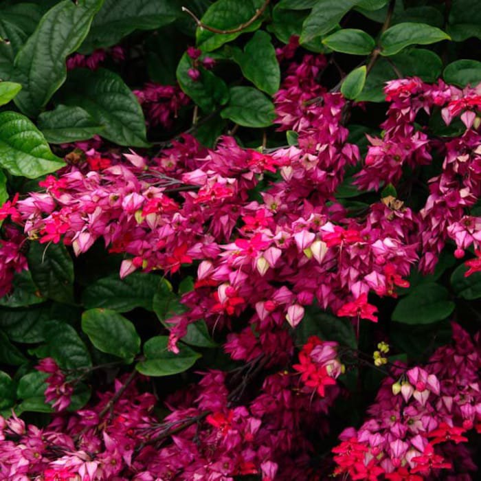 Java Red Bleeding Heart Small Rooted Starter Plant Clerodendrum ...